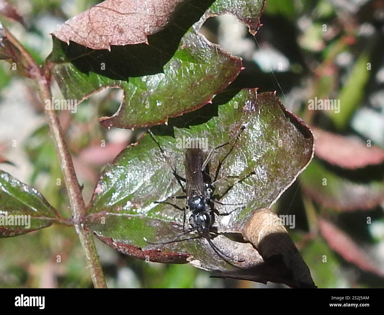 Spider Wasps (Pompilidae Stock Photo - Alamy