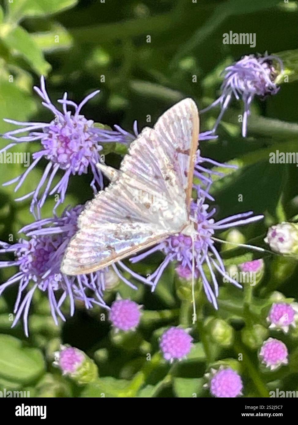 Four-spotted Palpita Moth (Palpita quadristigmalis Stock Photo - Alamy
