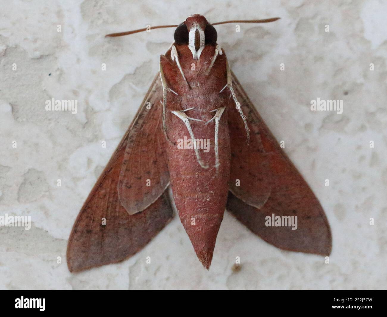 Coprosma Hawk Moth (Hippotion scrofa Stock Photo - Alamy