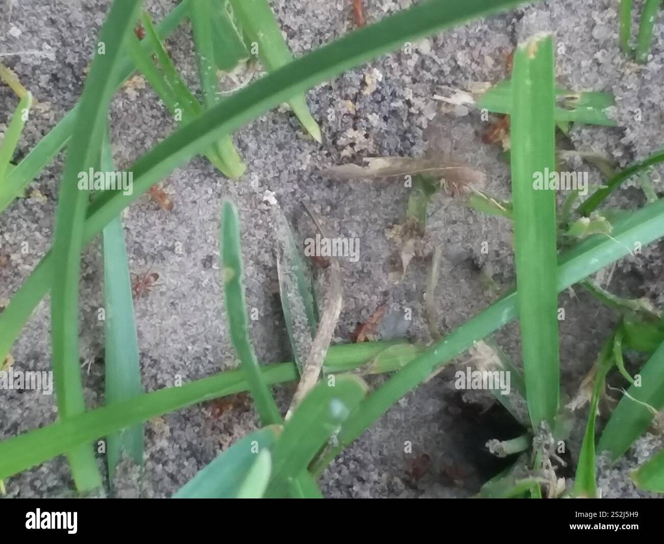 Buren's Pyramid Ant (Dorymyrmex bureni Stock Photo - Alamy