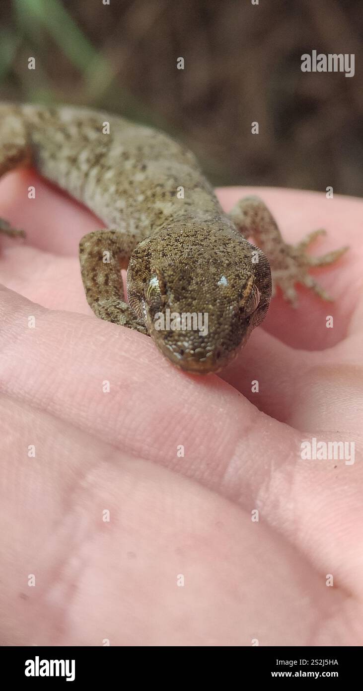 Waitaha Gecko (Woodworthia brunnea Stock Photo - Alamy