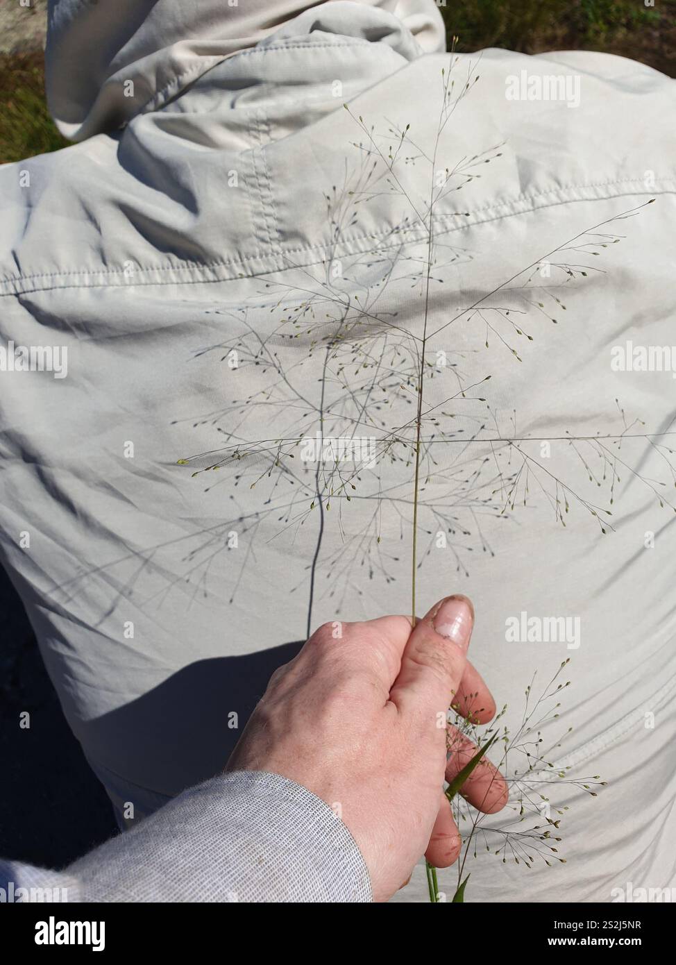 Philadelphia panic grass (Panicum philadelphicum Stock Photo - Alamy