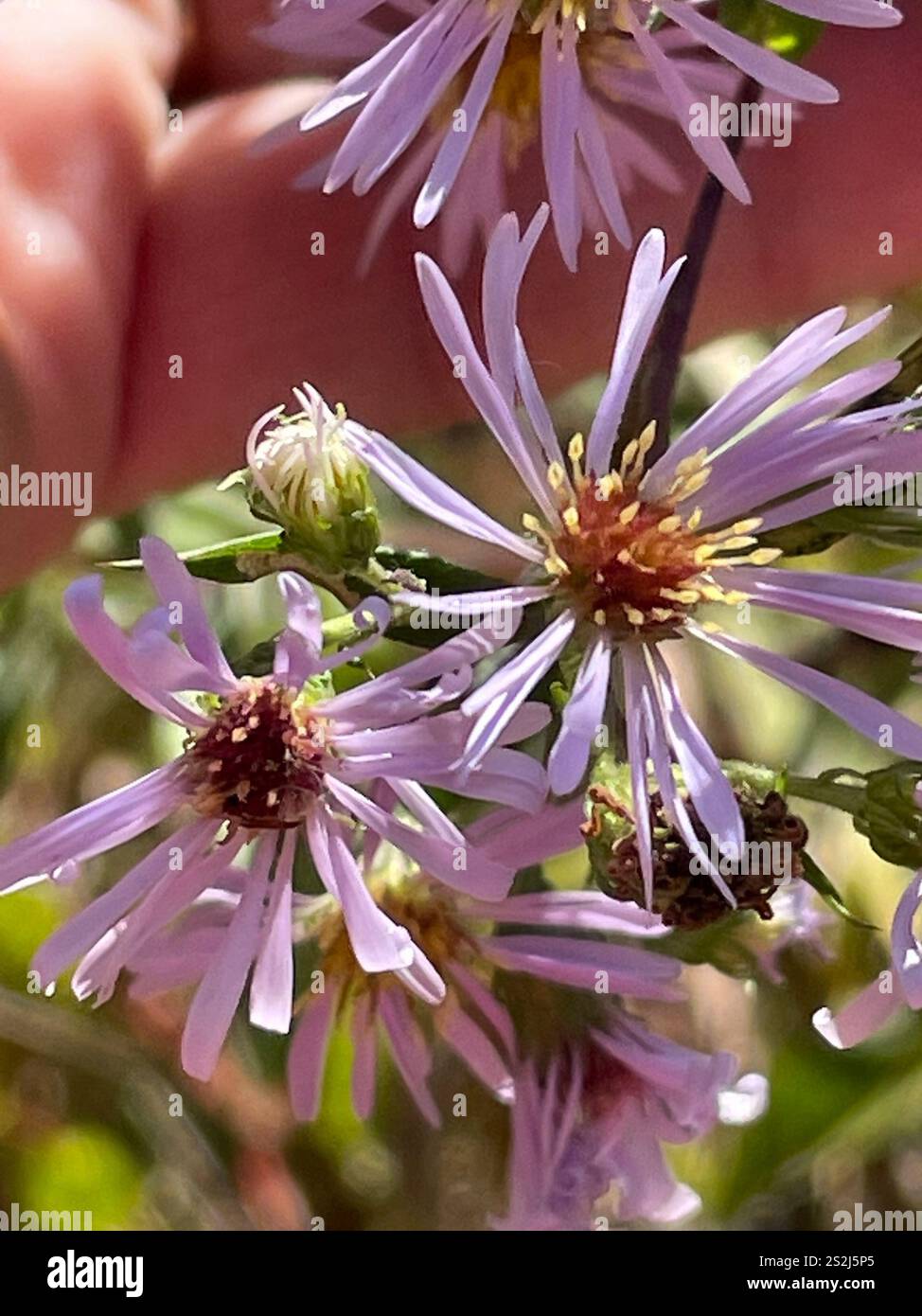 swamp aster (Symphyotrichum puniceum Stock Photo - Alamy