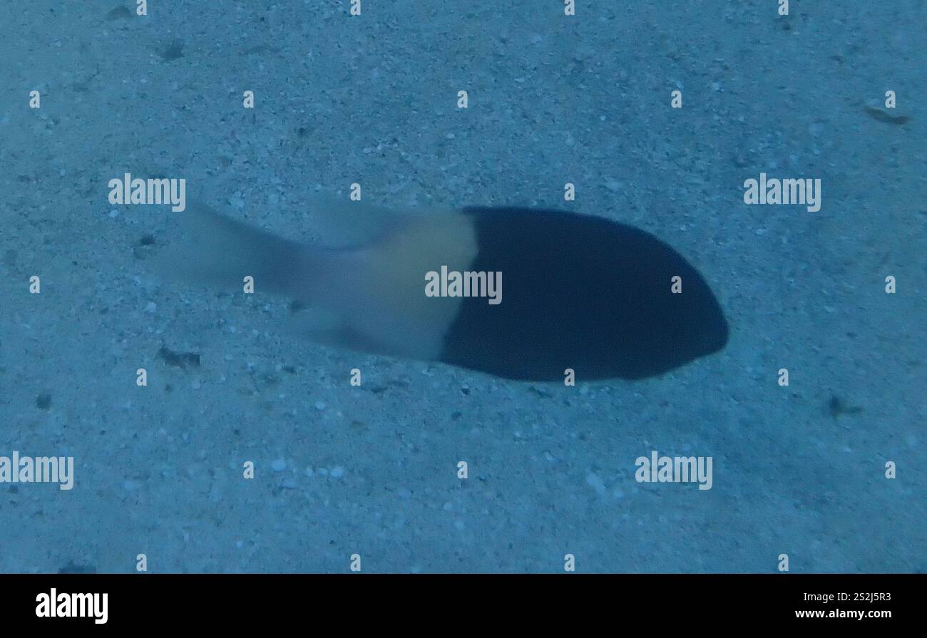 Red Sea Half-and-half Chromis (Pycnochromis dimidiatus Stock Photo - Alamy
