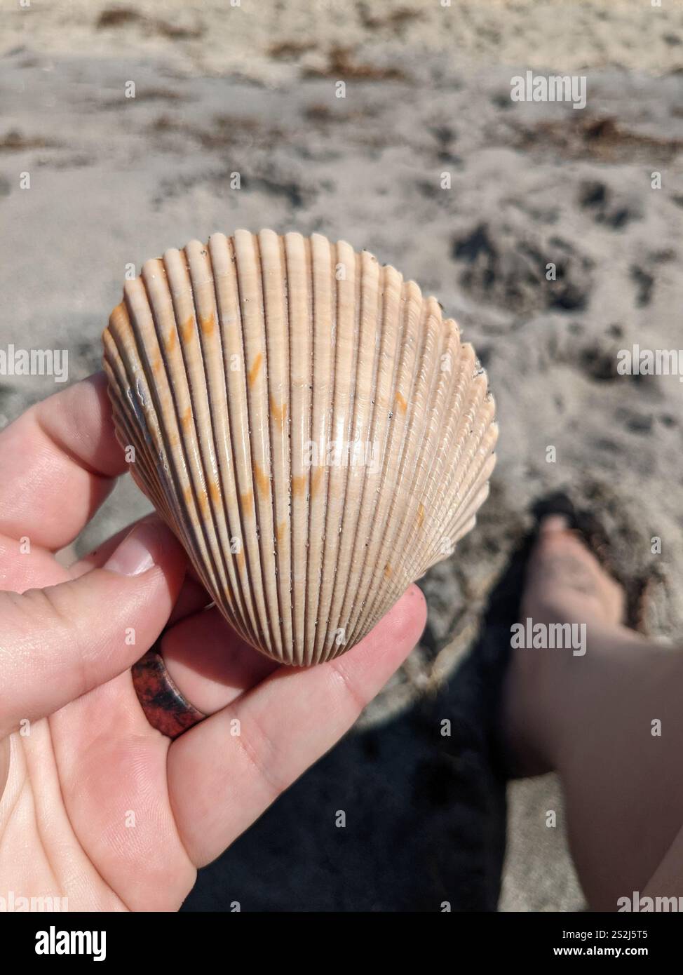 Giant Atlantic Cockle (Dinocardium robustum Stock Photo - Alamy