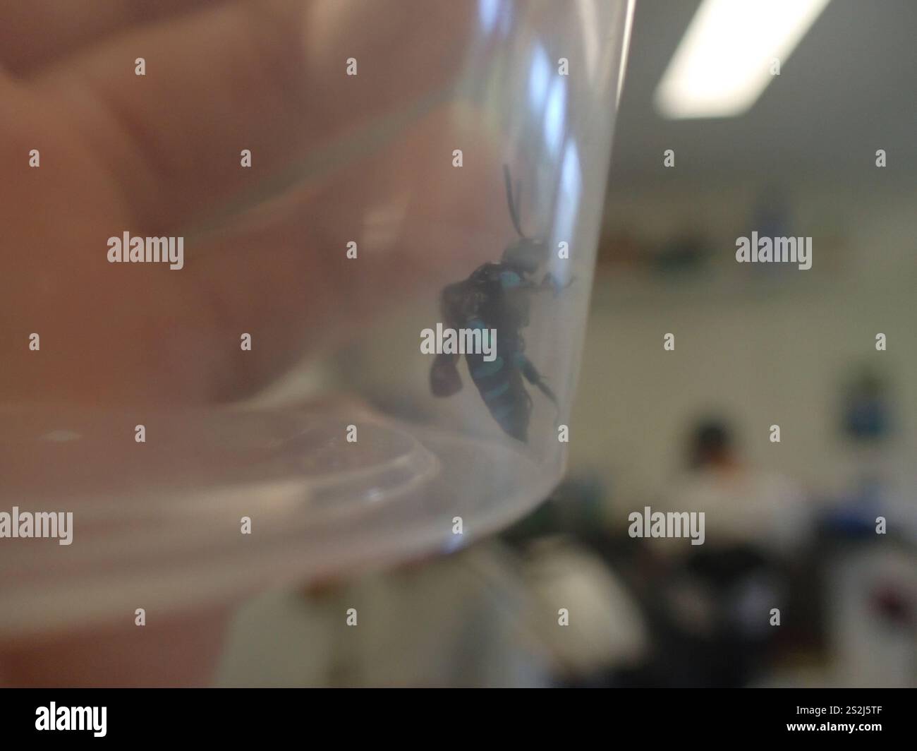 (Thyreus nitidulus nitidulus Stock Photo - Alamy