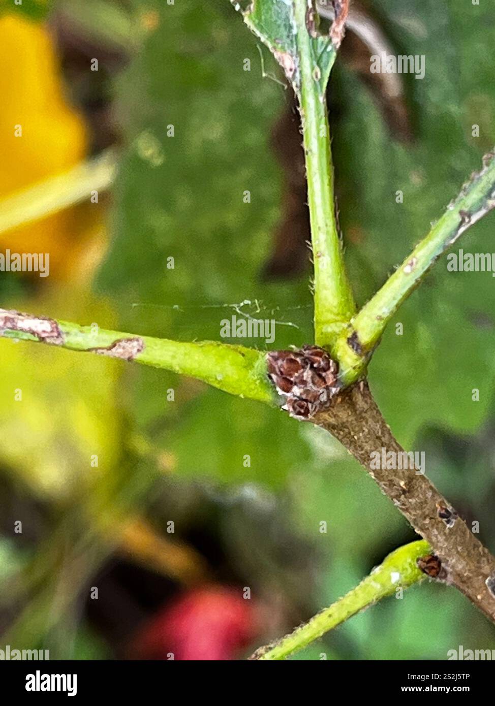 swamp white oak (Quercus bicolor Stock Photo - Alamy