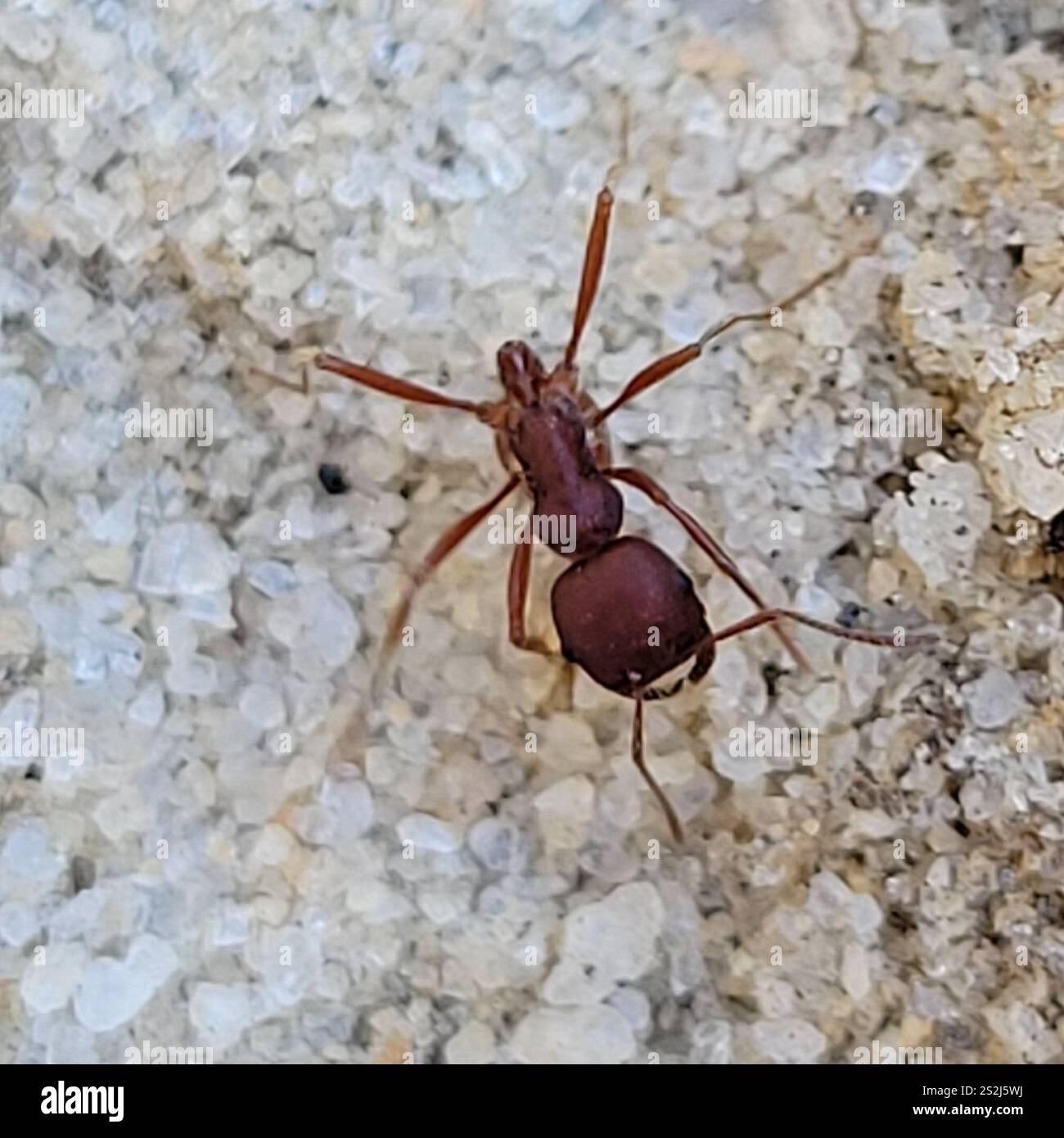 Florida Harvester Ant (Pogonomyrmex badius Stock Photo - Alamy