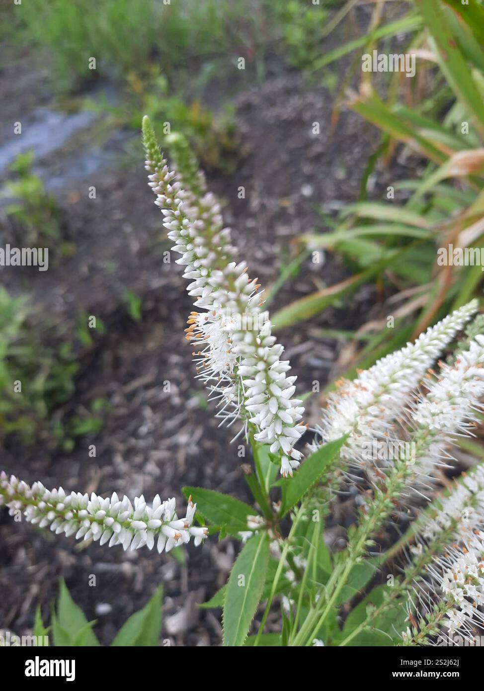 Culver's root (Veronicastrum virginicum Stock Photo - Alamy