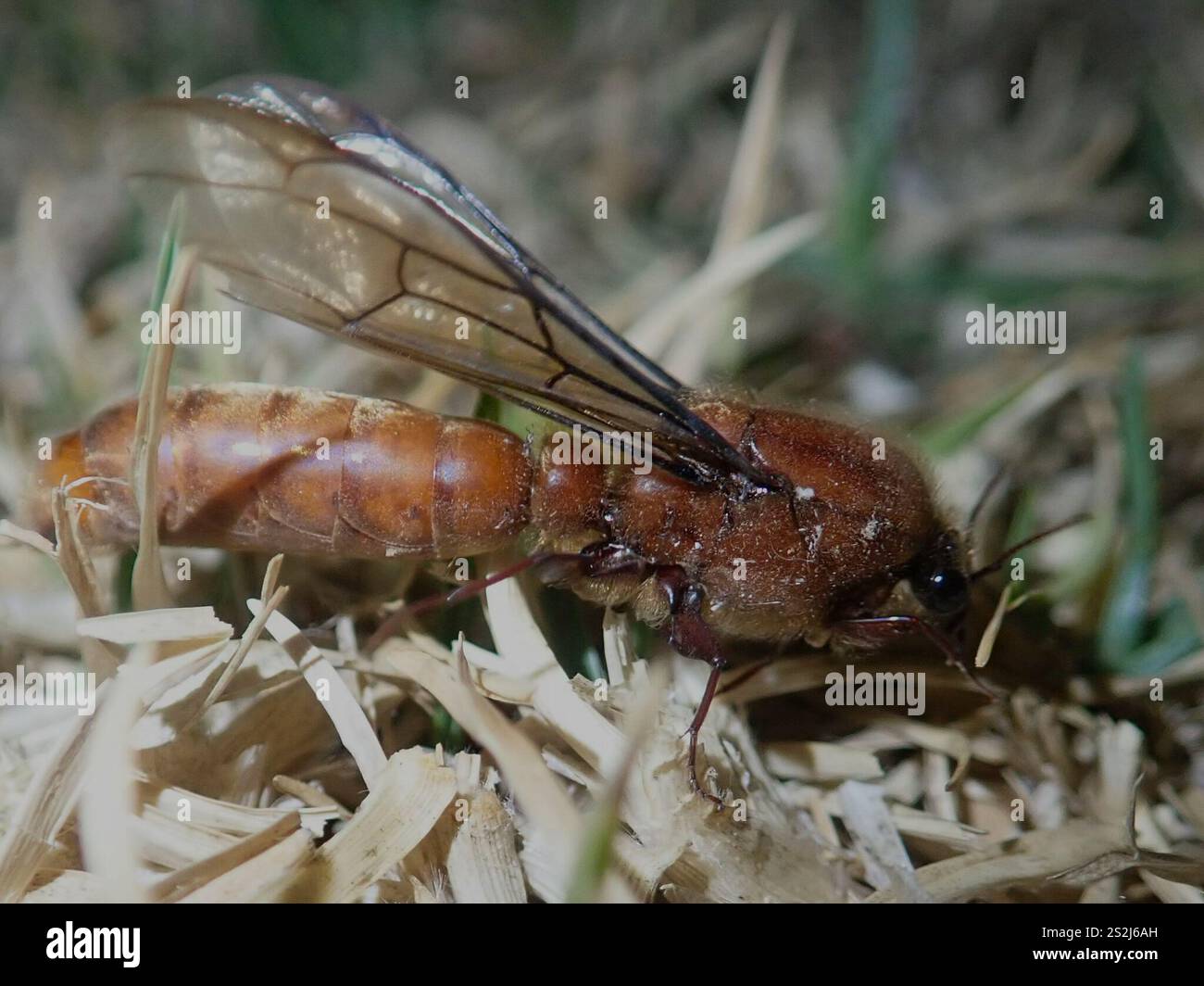 Helvolus-group Driver Ants and Allies (Dorylus helvolus Stock Photo - Alamy