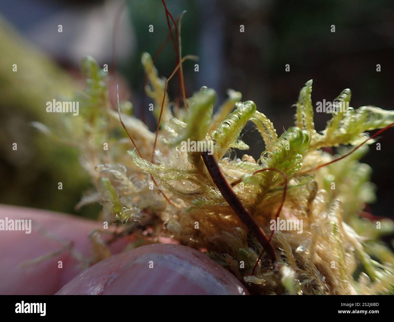 Sickle-leaved Hook-moss (Sanionia uncinata Stock Photo - Alamy