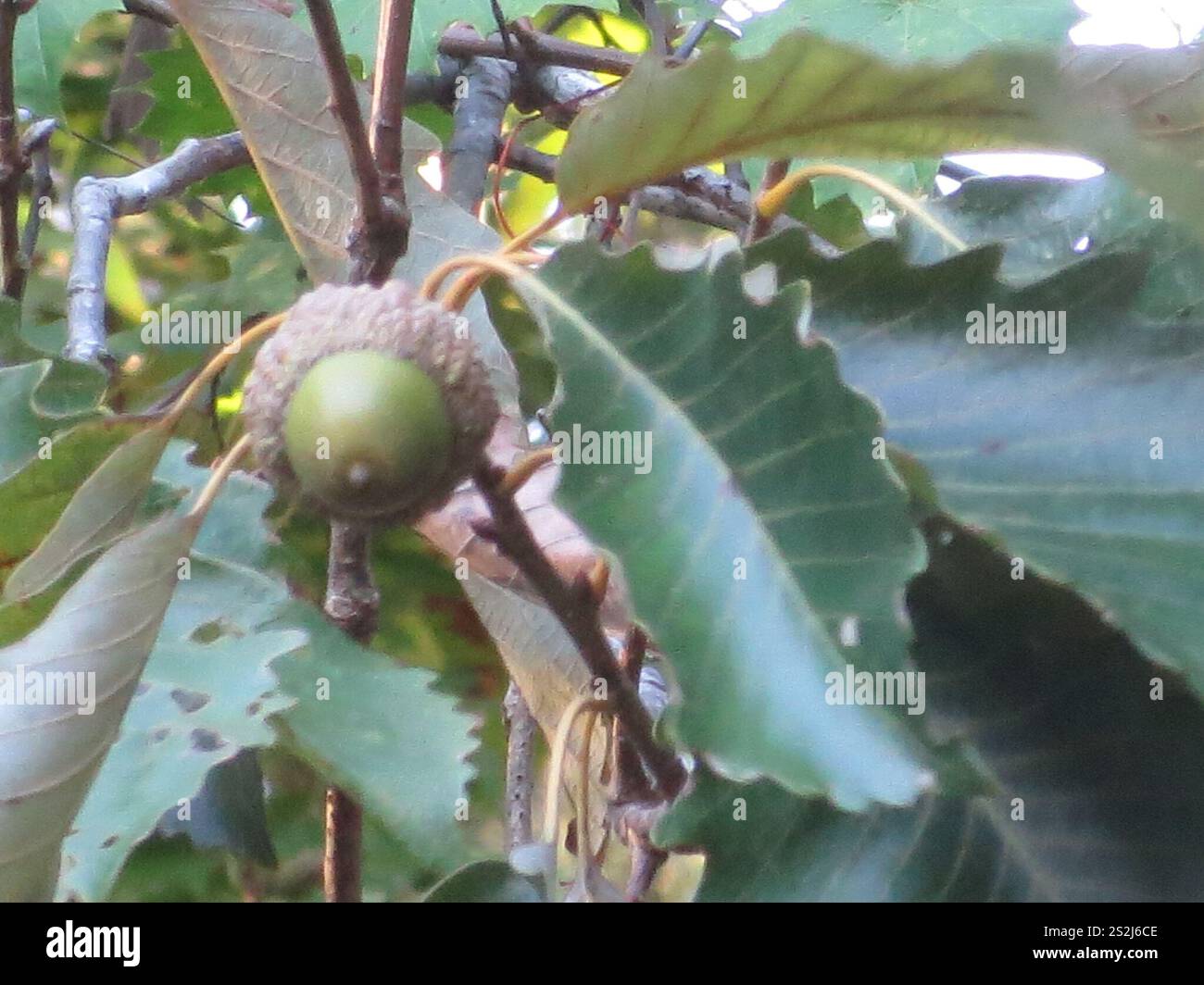swamp chestnut oak (Quercus michauxii Stock Photo - Alamy