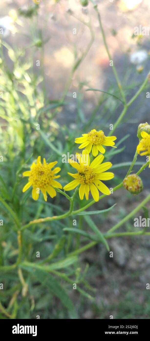 Madagascar Ragwort (Senecio madagascariensis Stock Photo - Alamy