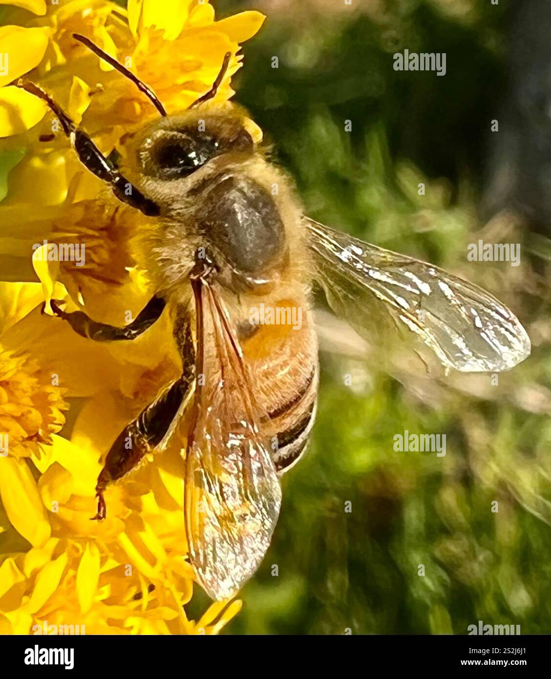 Western Honey Bee (Apis mellifera Stock Photo - Alamy
