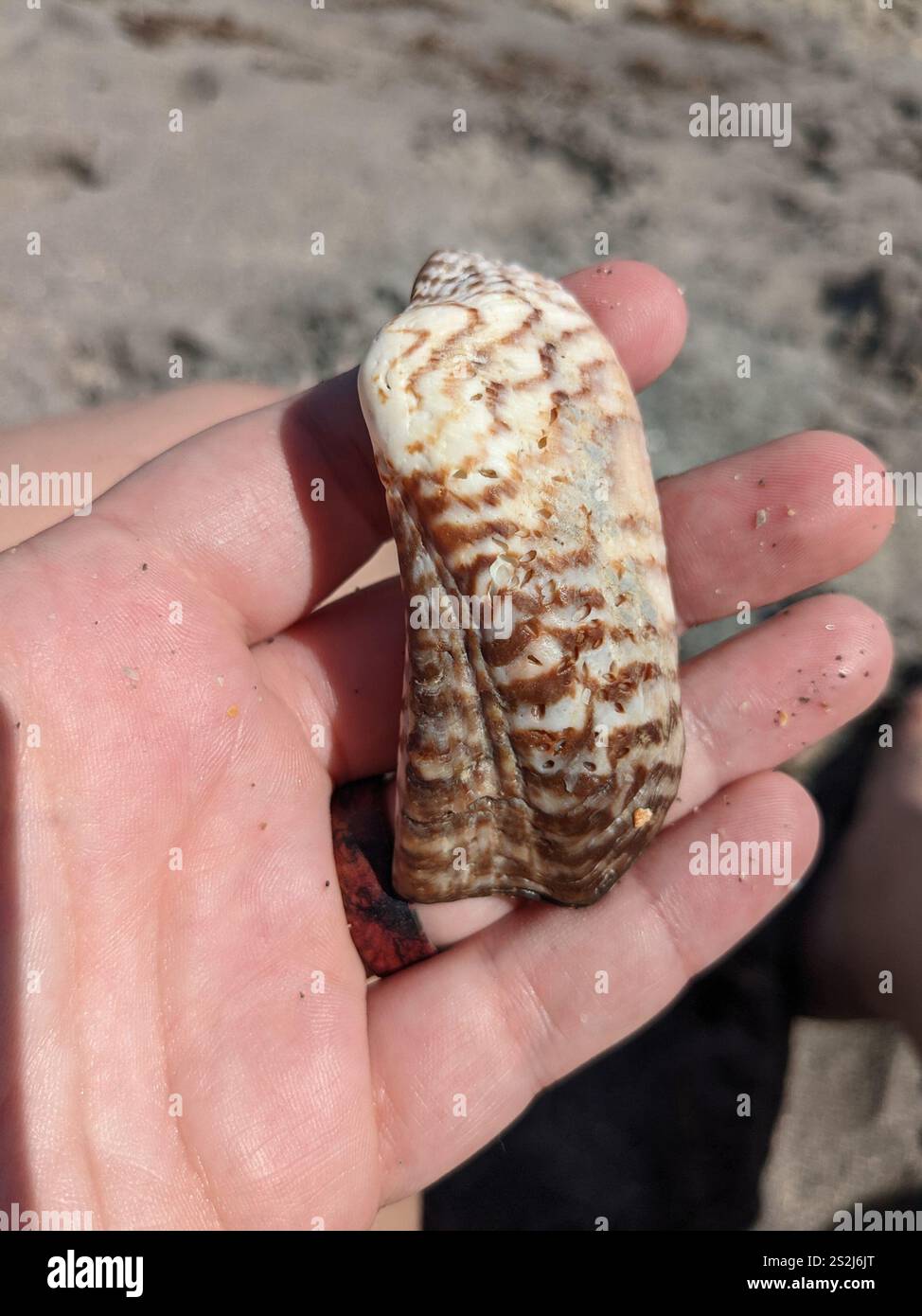 Turkey Wing (Arca zebra Stock Photo - Alamy