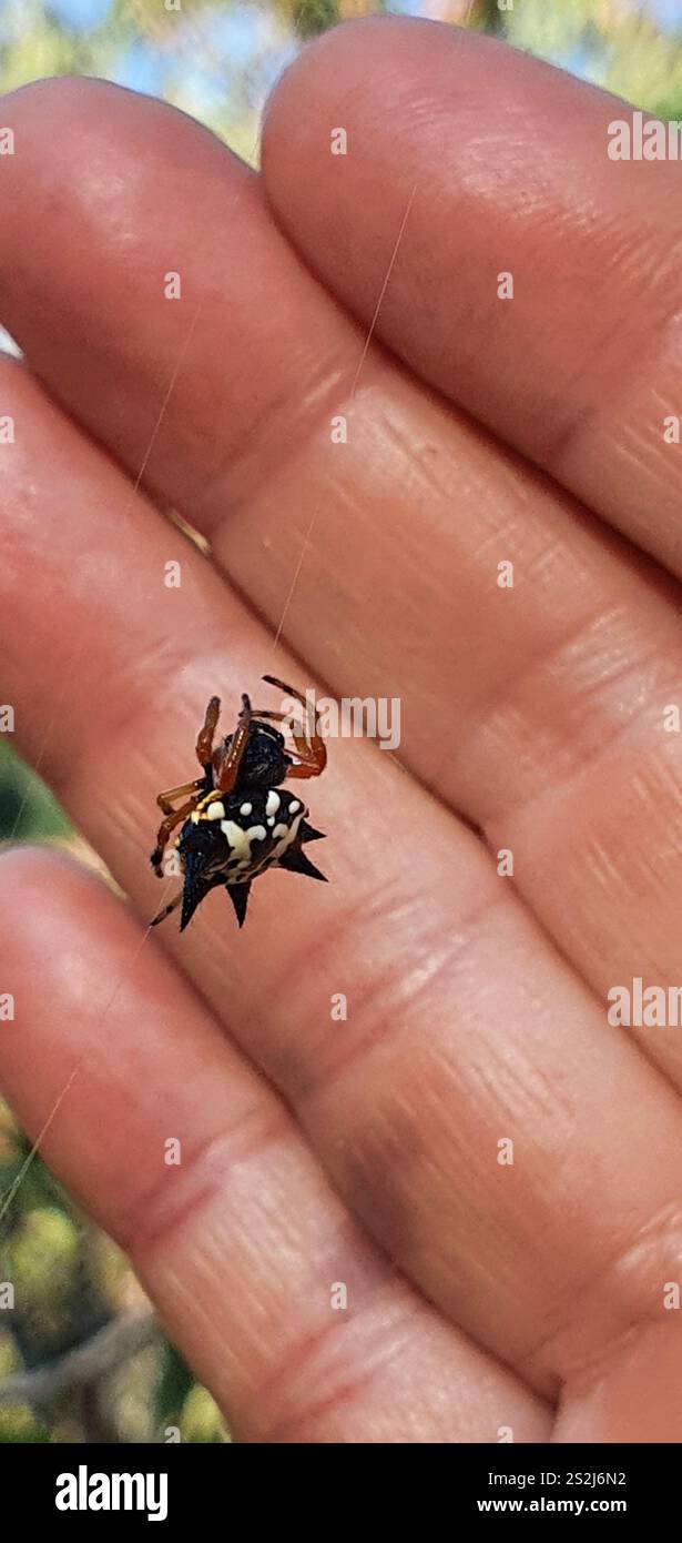 Christmas Jewel Spider (Austracantha minax Stock Photo - Alamy