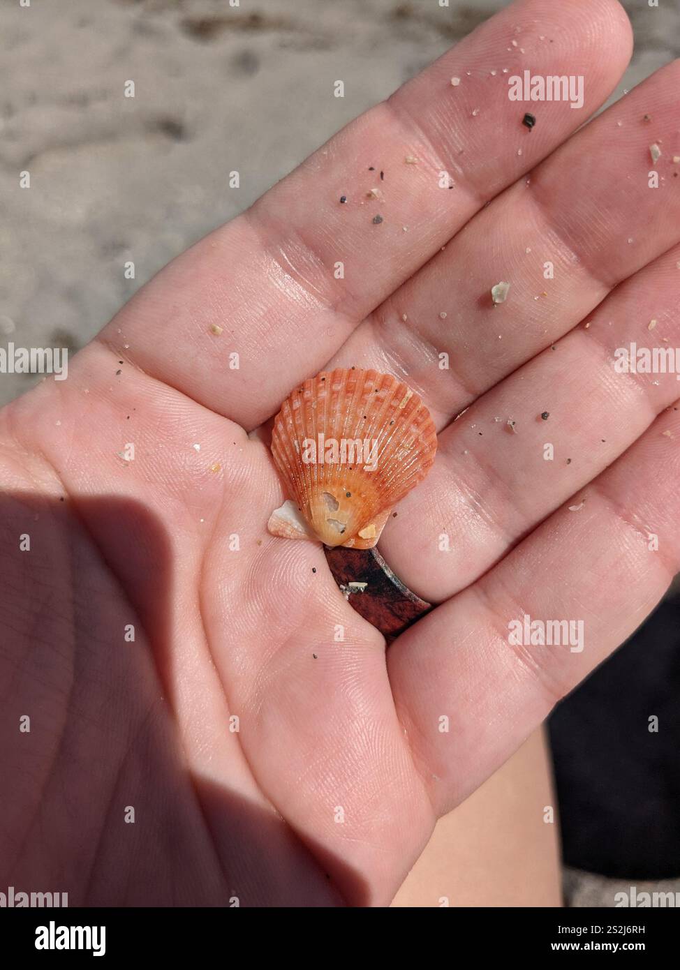 Atlantic Calico Scallop (Argopecten gibbus Stock Photo - Alamy