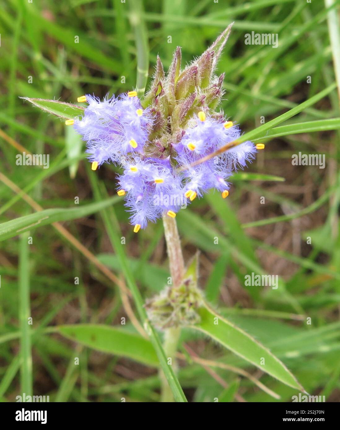Showy Blue Ear (Cyanotis speciosa Stock Photo - Alamy