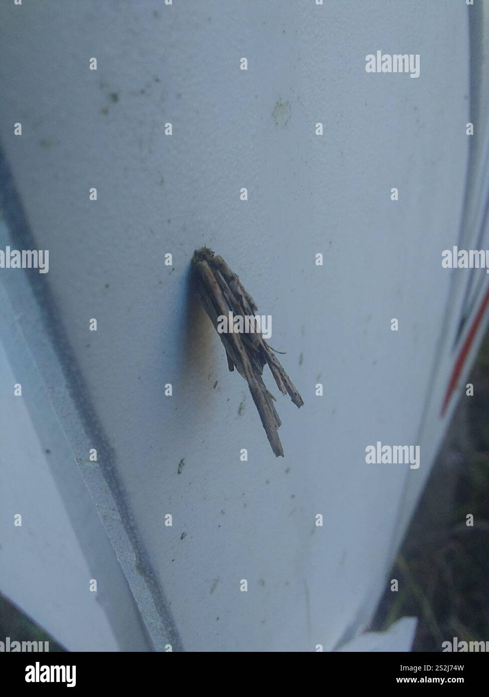 Common Bagworm Moth (Psyche casta Stock Photo - Alamy