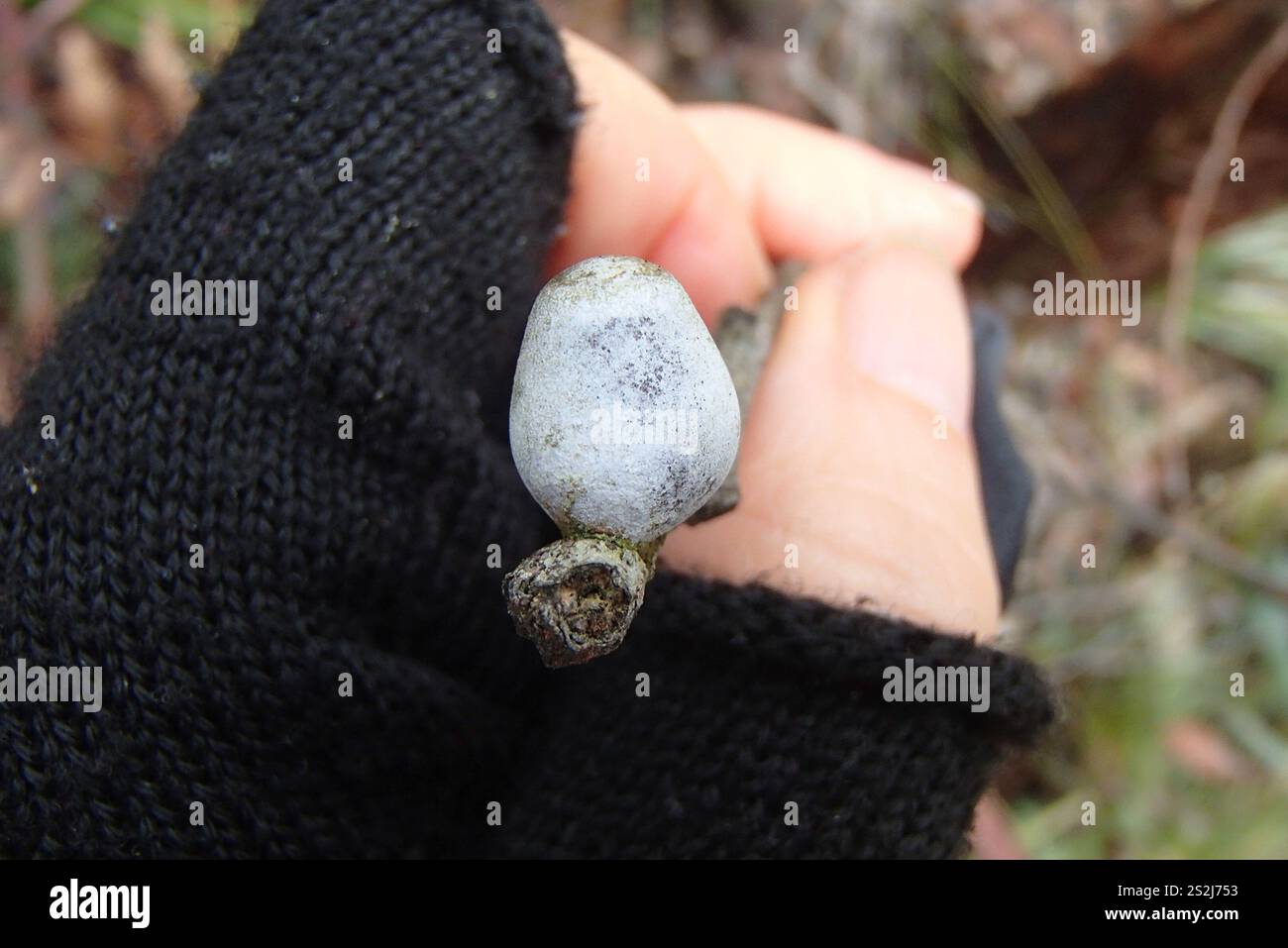 Slug Caterpillar Moths (Limacodidae Stock Photo - Alamy