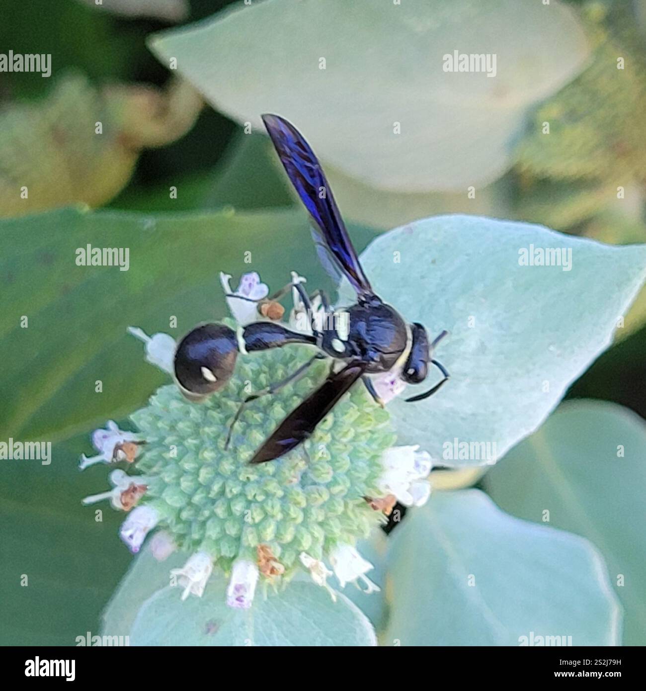 Eumenes fraternus hi-res stock photography and images - Alamy