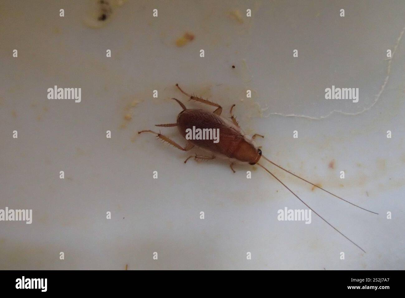 Cockroaches and Termites (Blattodea Stock Photo - Alamy