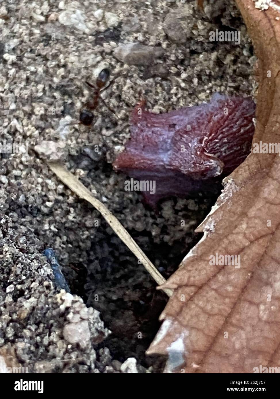 Yellow Pyramid Ant (Dorymyrmex flavus Stock Photo - Alamy