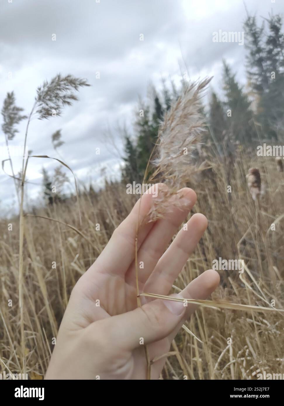 American common reed (Phragmites australis americanus Stock Photo - Alamy