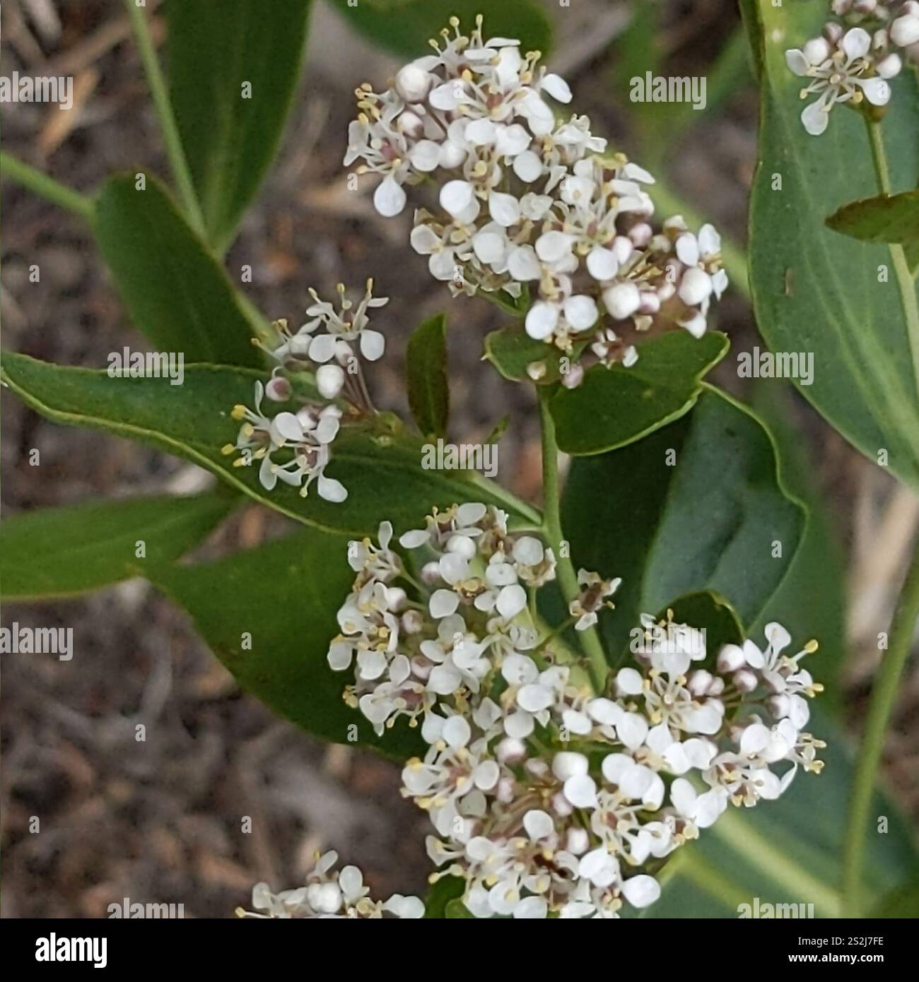 broadleaved pepperweed (Lepidium latifolium Stock Photo - Alamy