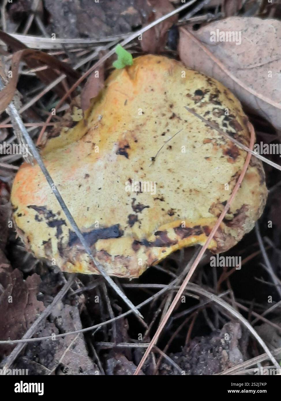 Chicken Fat Mushroom (Suillus americanus Stock Photo - Alamy