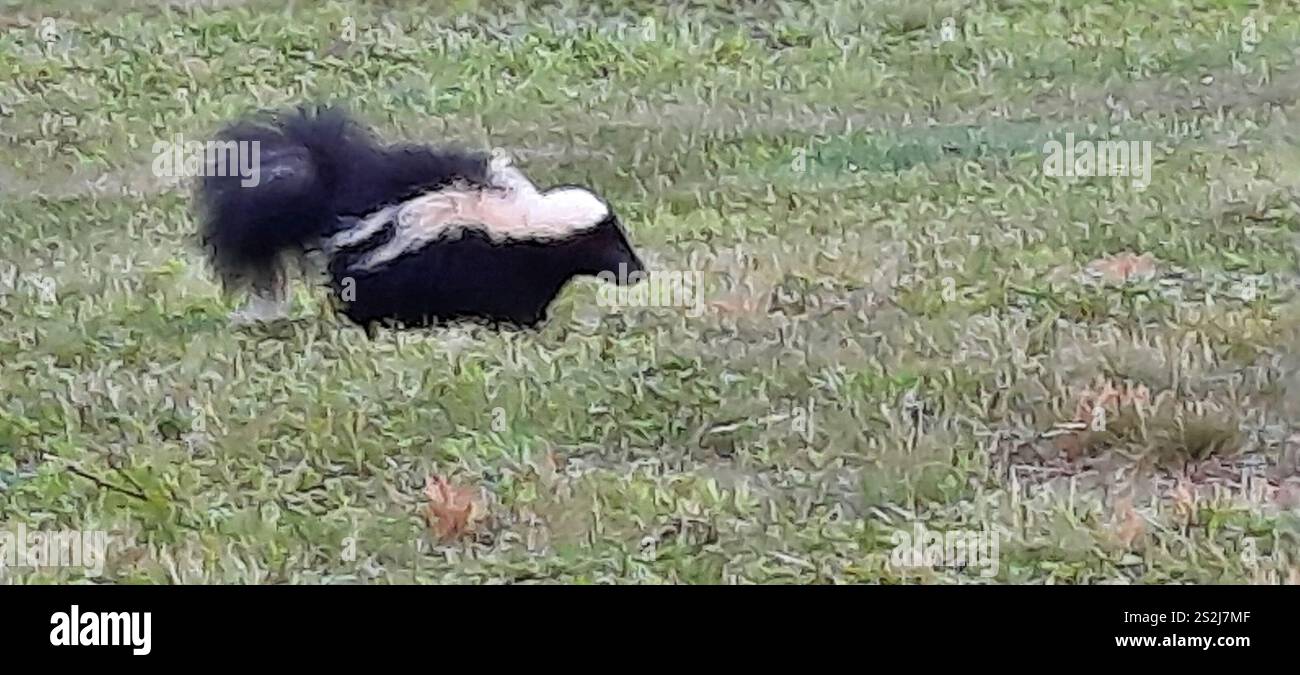 Striped Skunk (Mephitis mephitis Stock Photo - Alamy