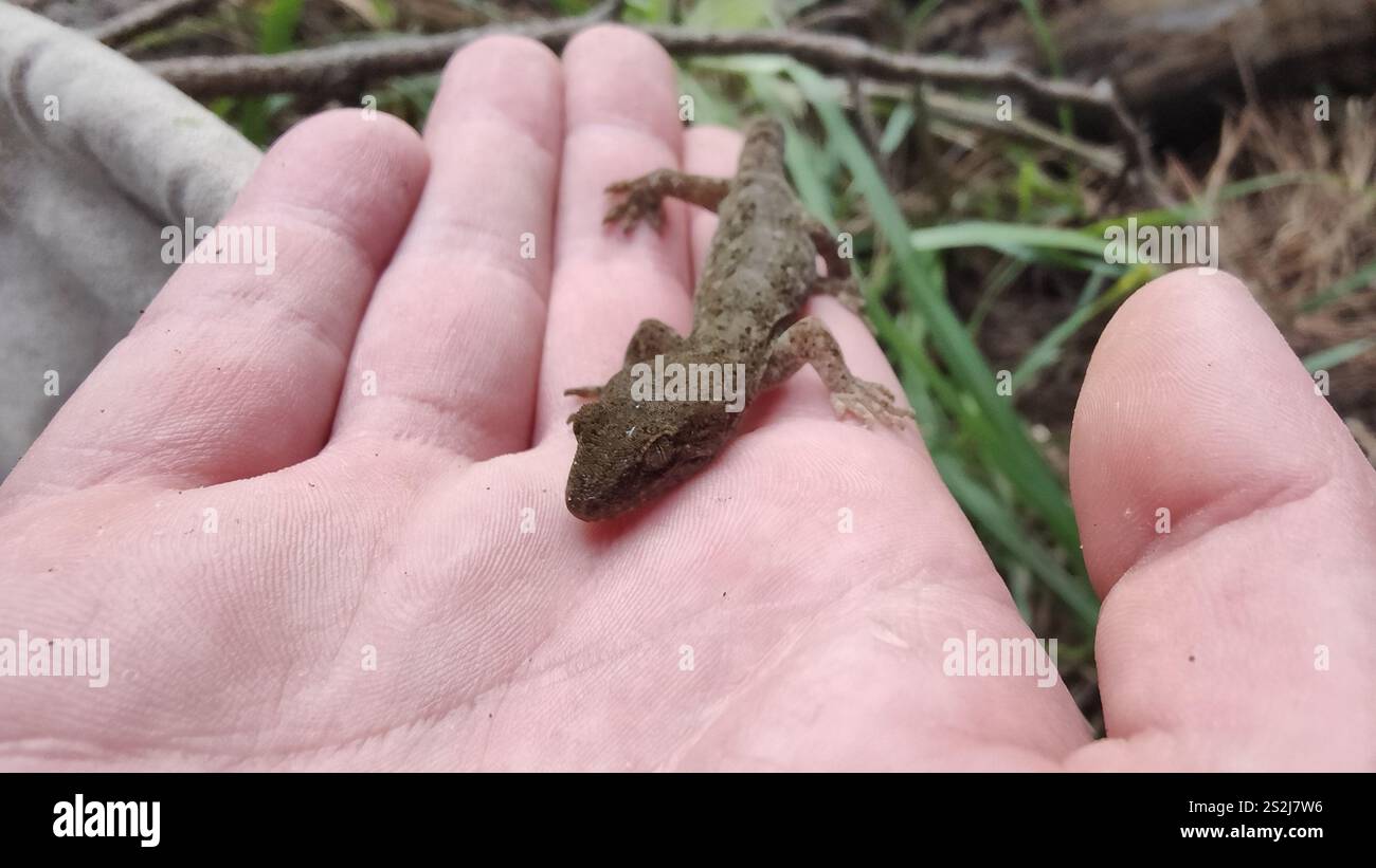 Waitaha Gecko (Woodworthia brunnea Stock Photo - Alamy