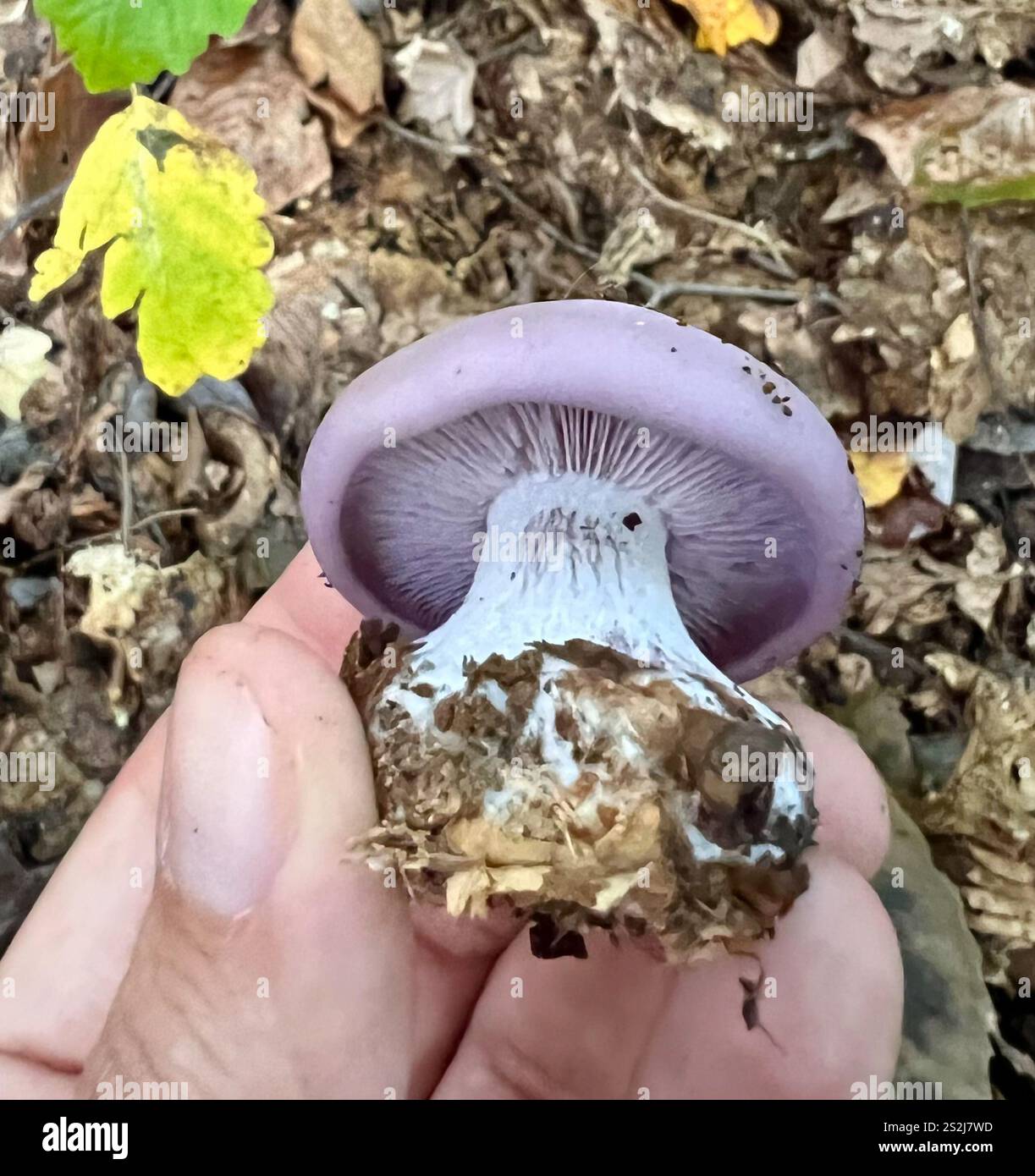 Blewit (Collybia nuda Stock Photo - Alamy