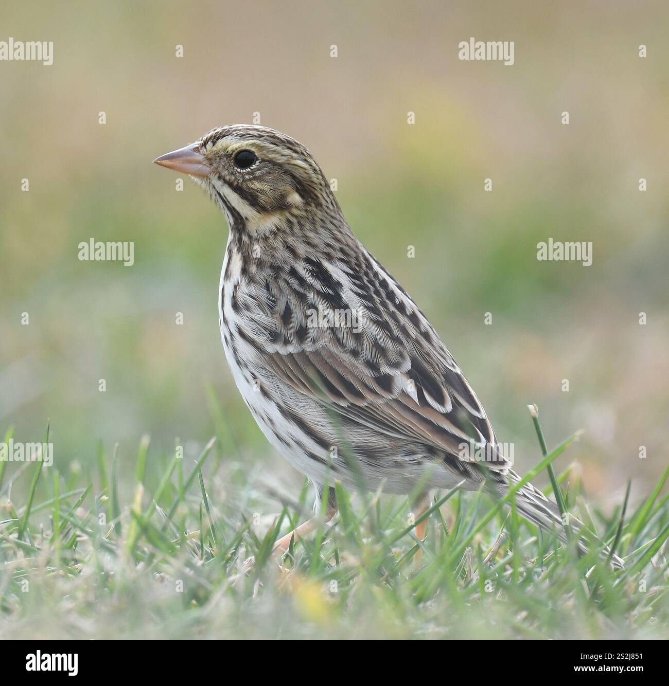 Savannah Sparrow (Passerculus sandwichensis Stock Photo - Alamy
