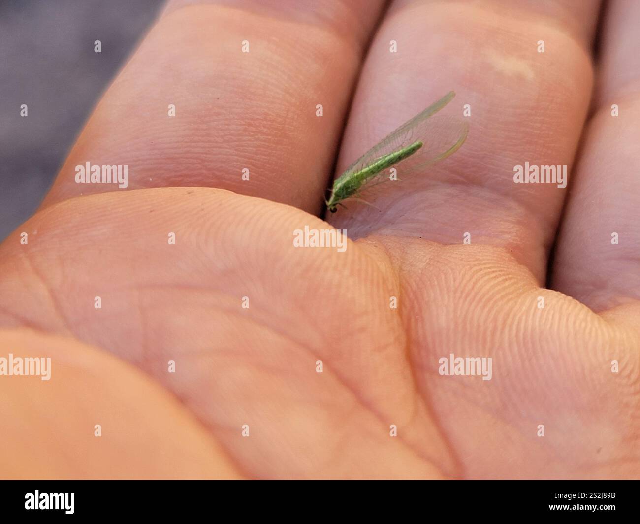 common green lacewings (Chrysoperla Stock Photo - Alamy