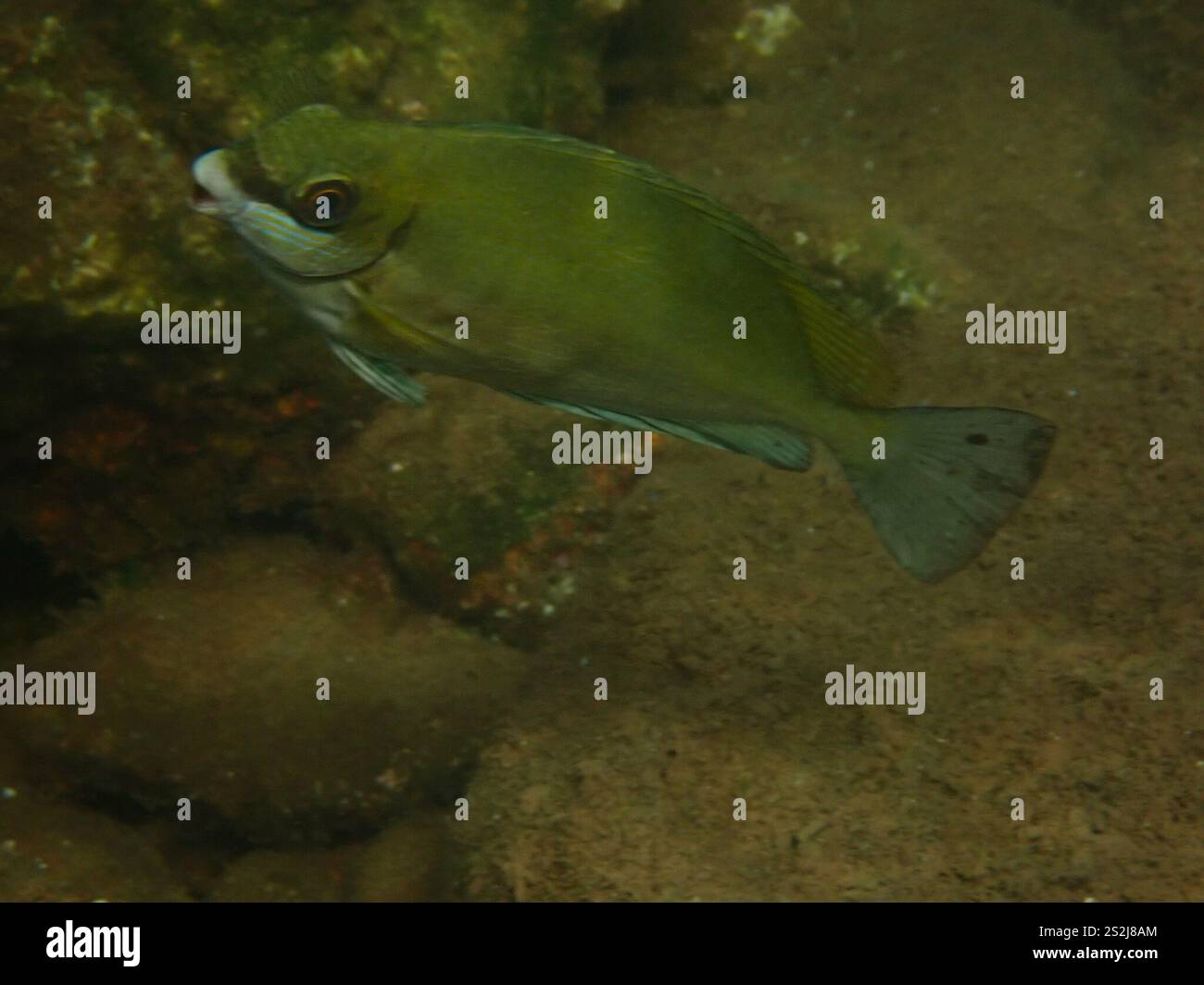 Dusky Spinefoot (Siganus luridus Stock Photo - Alamy