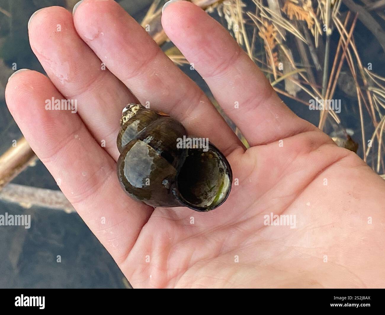 Chinese Mystery Snail (Cipangopaludina chinensis Stock Photo - Alamy