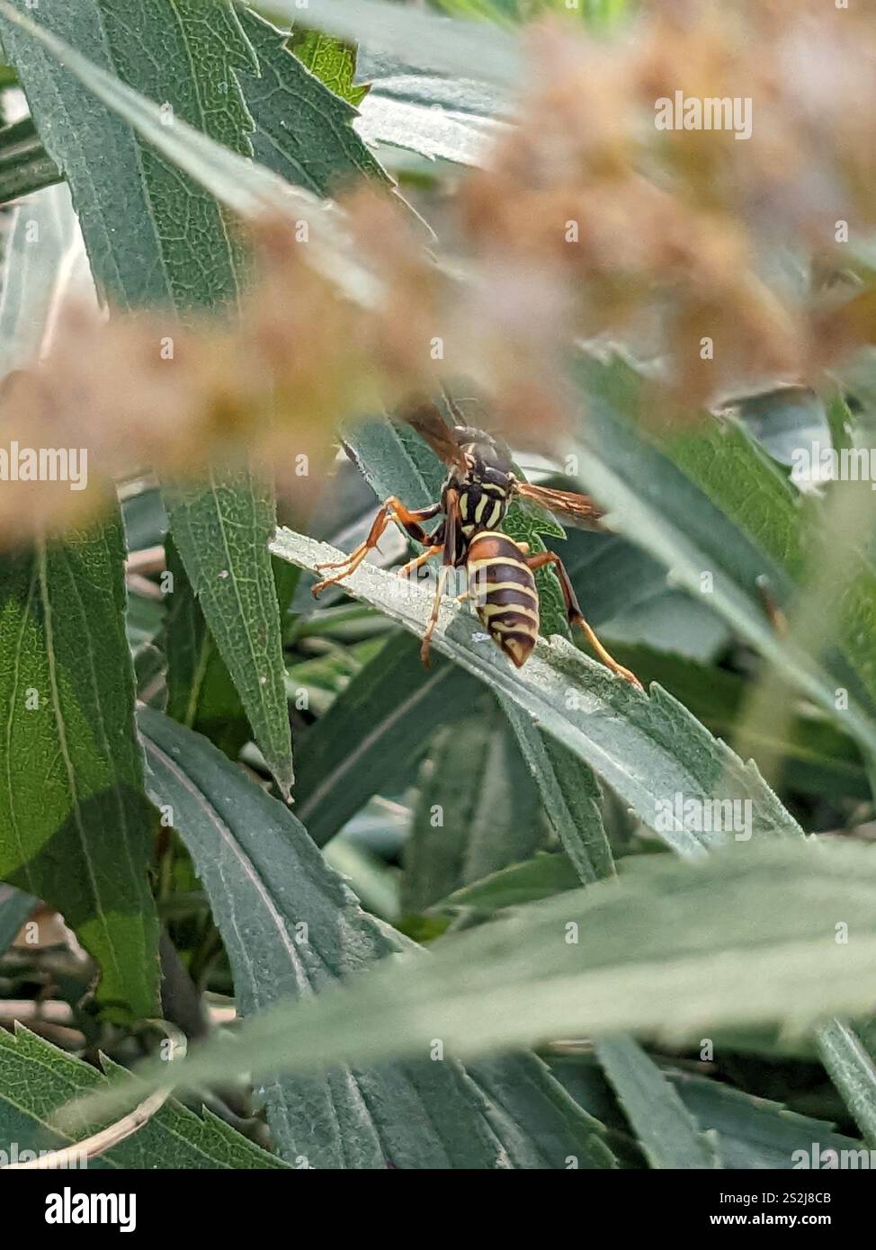 Northern Paper Wasp (Polistes fuscatus Stock Photo - Alamy