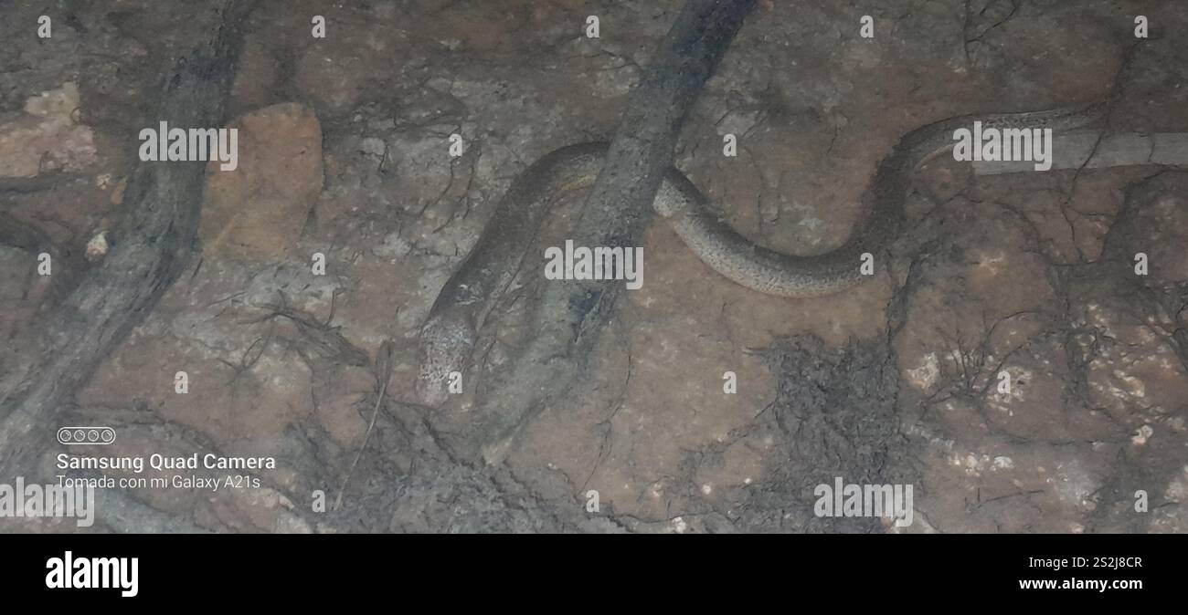 Marbled Swamp Eel (Synbranchus marmoratus Stock Photo - Alamy