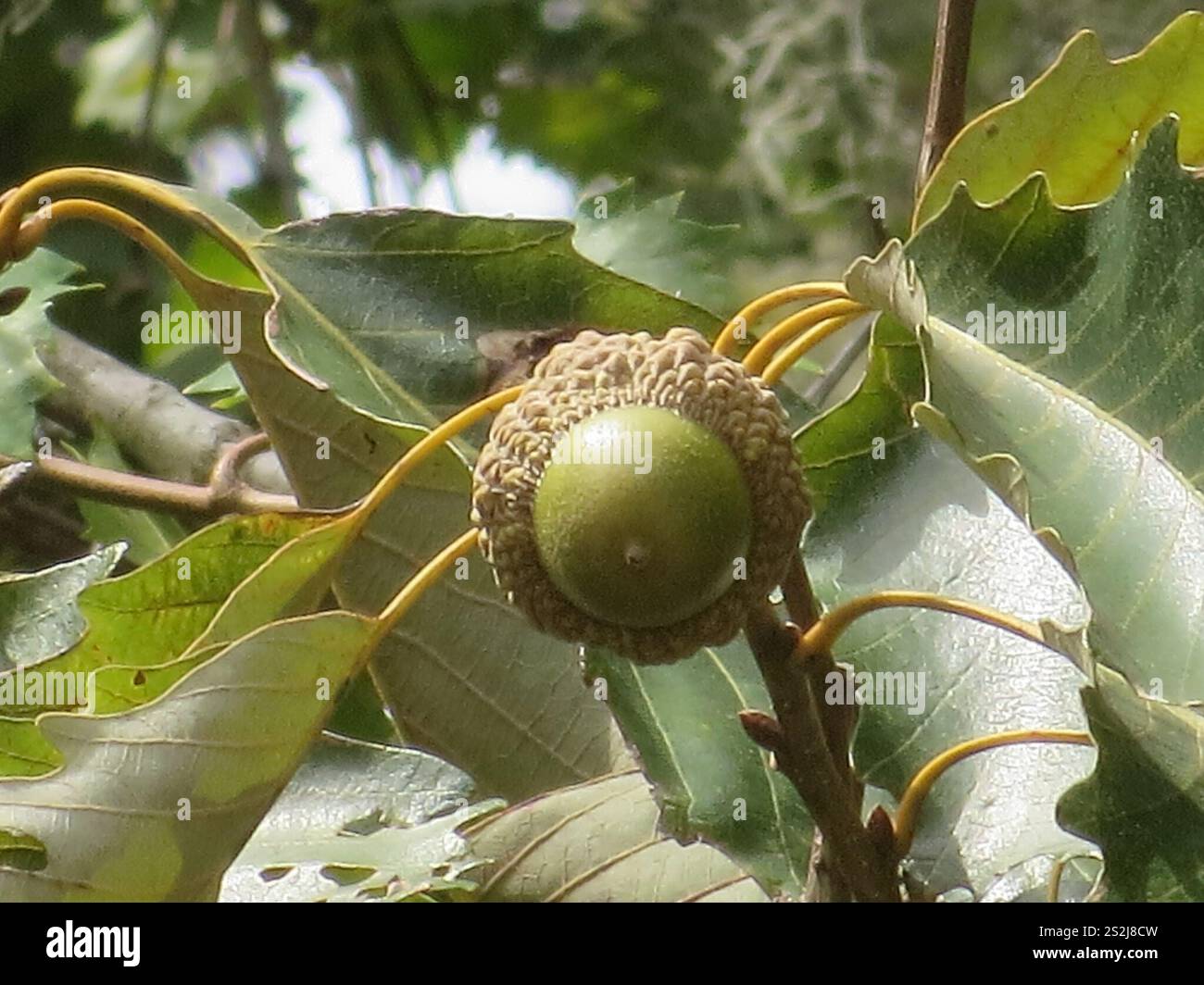 swamp chestnut oak (Quercus michauxii Stock Photo - Alamy