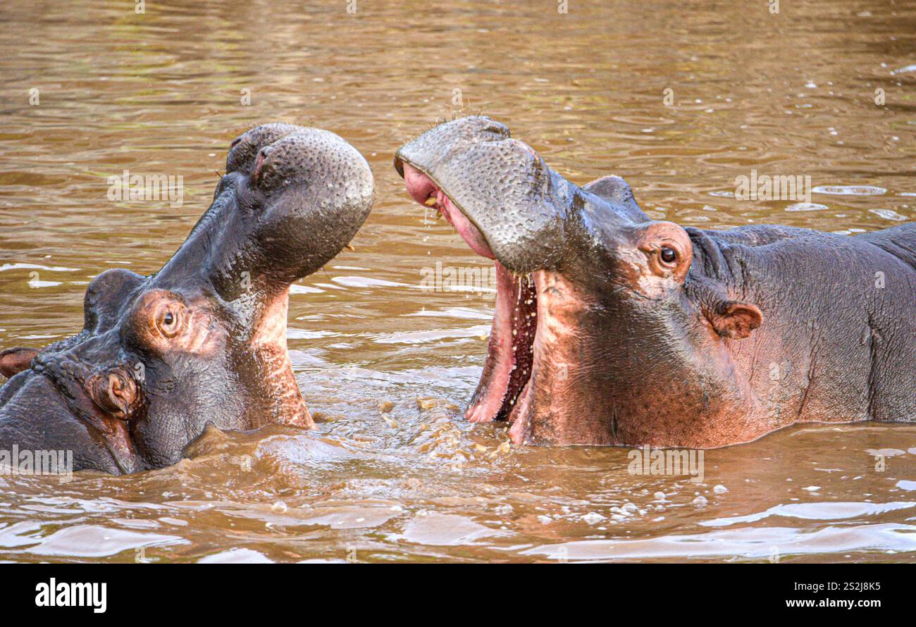 Fighting Hippos (Hippopotamus amphibius) in Tanzania, Africa. They are ...