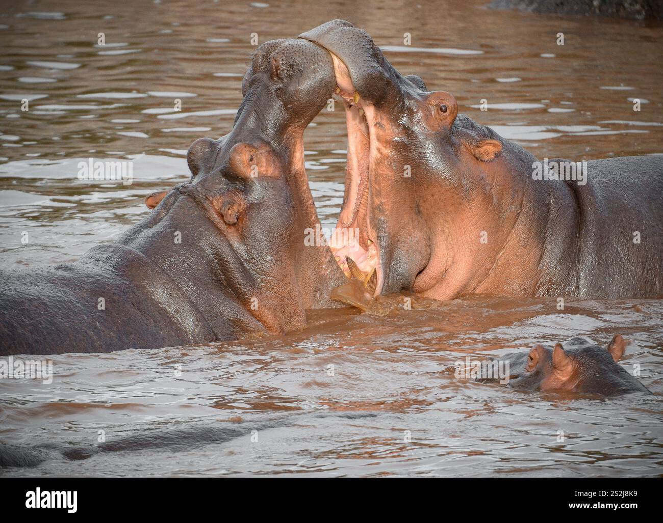 Fighting Hippos (Hippopotamus amphibius) in Tanzania, Africa. They are ...