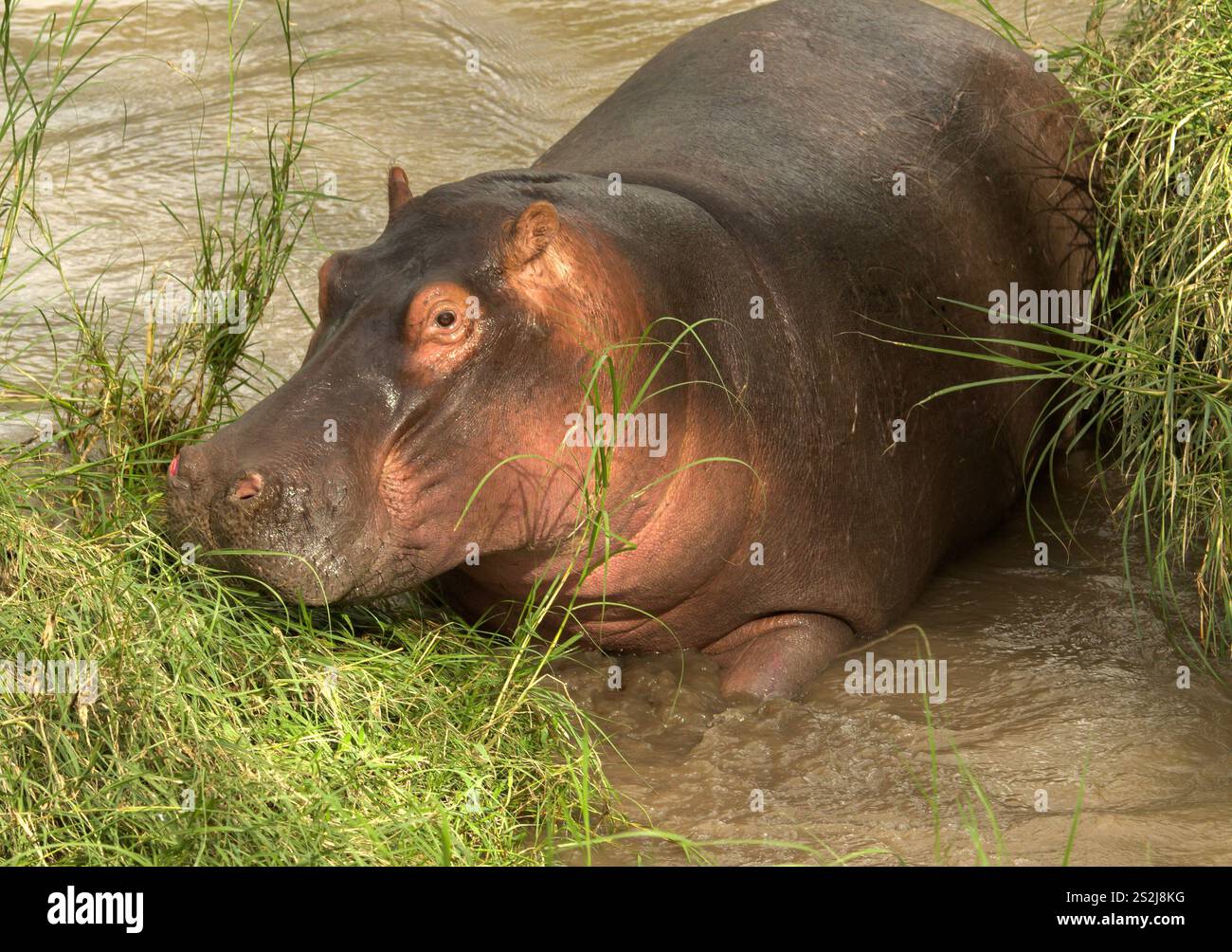 Deadliest land animal hi-res stock photography and images - Alamy