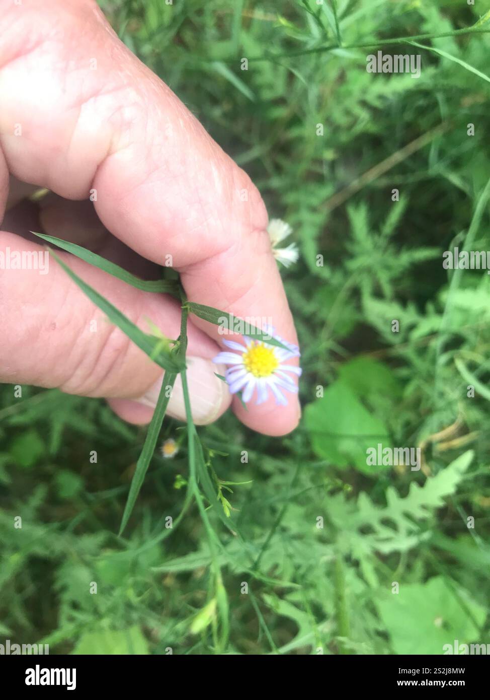 southern annual saltmarsh aster (Symphyotrichum divaricatum Stock Photo ...