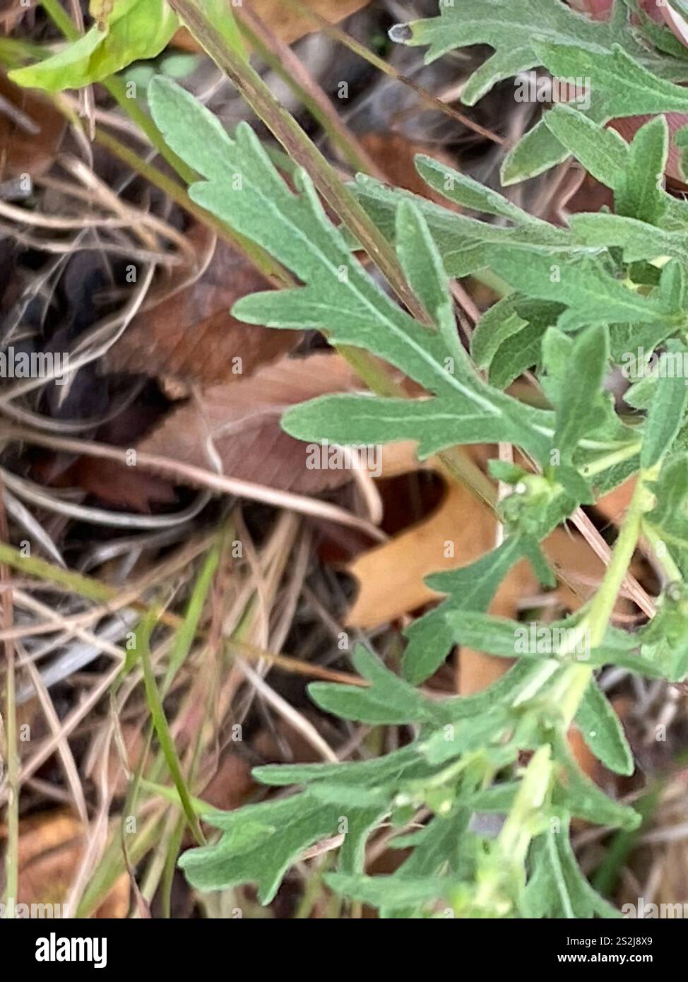 western ragweed (Ambrosia psilostachya Stock Photo - Alamy