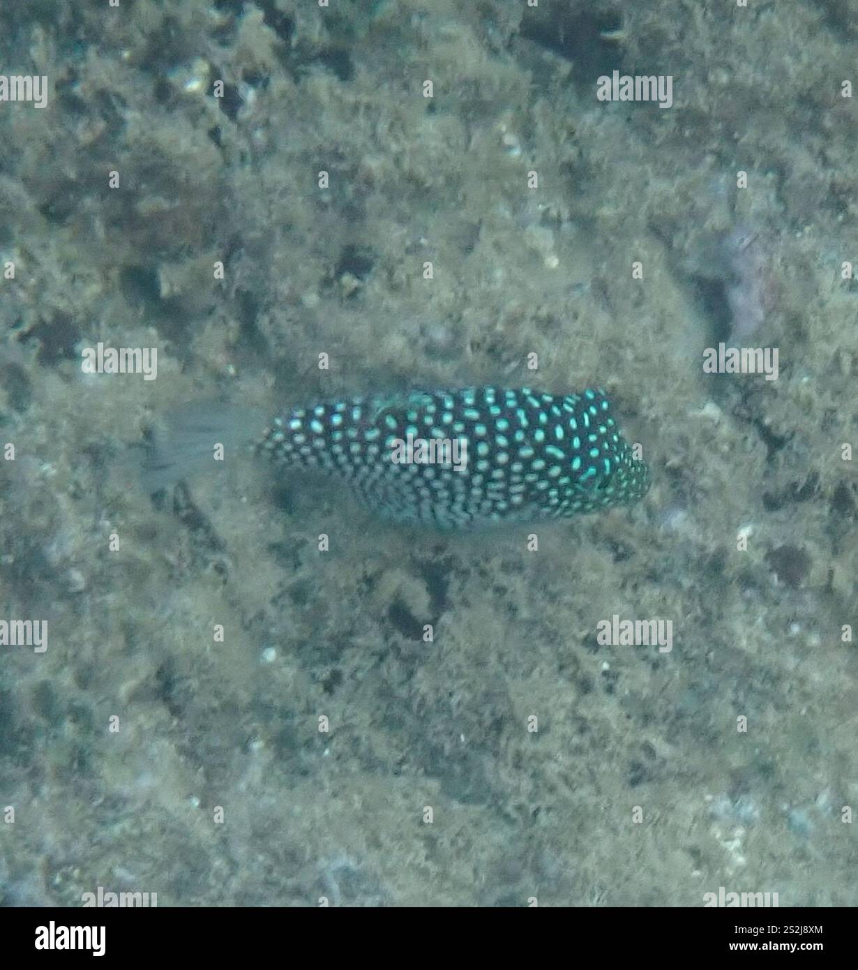 Hawaiian Spotted Toby (Canthigaster jactator Stock Photo - Alamy