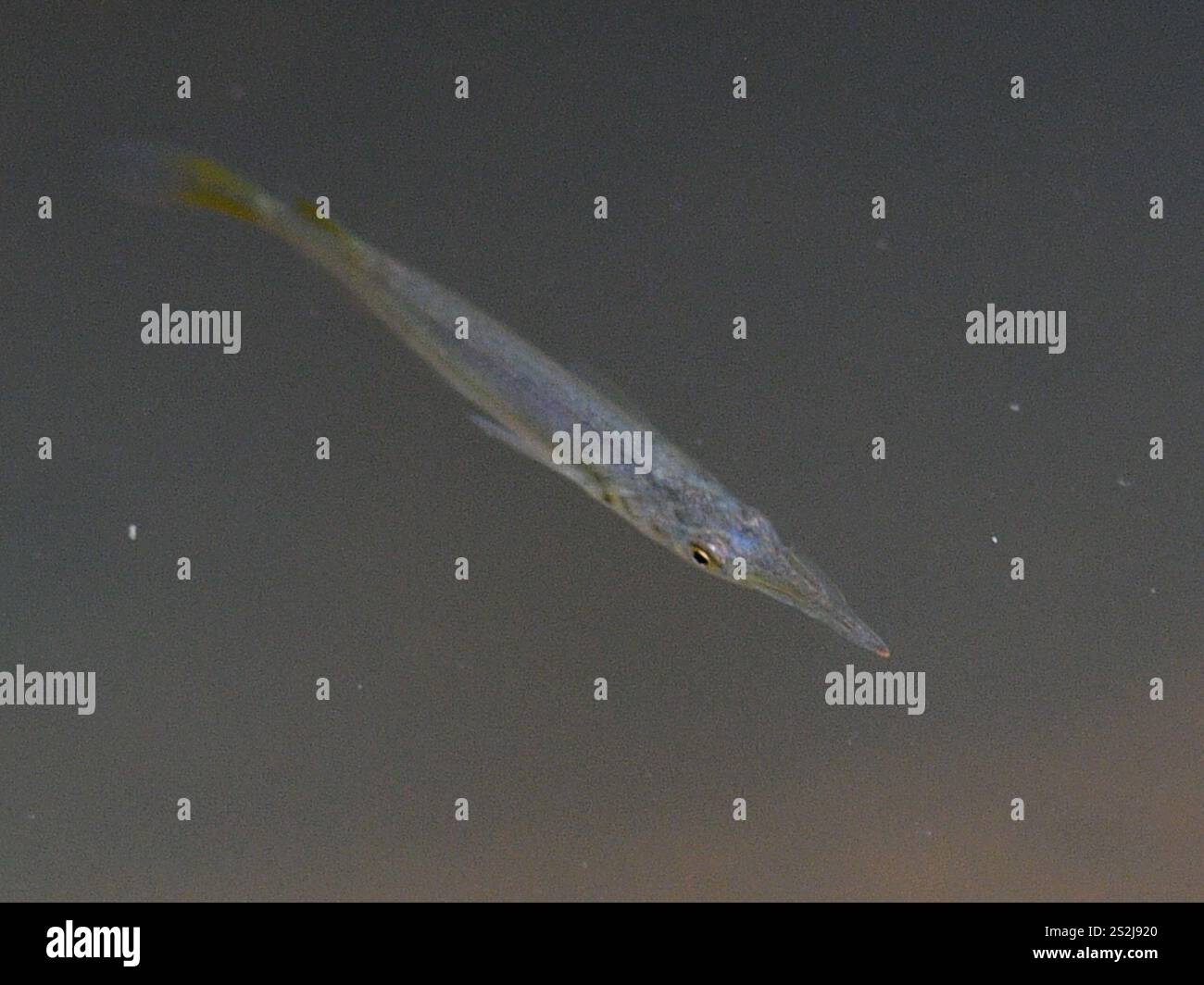 Bispina hi-res stock photography and images - Alamy