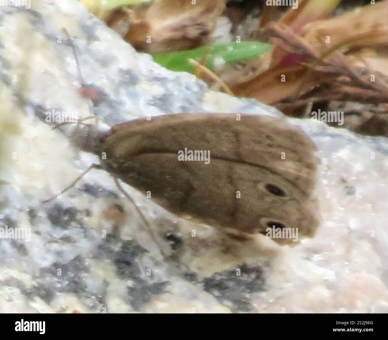Carolina Satyr (Hermeuptychia sosybius Stock Photo - Alamy