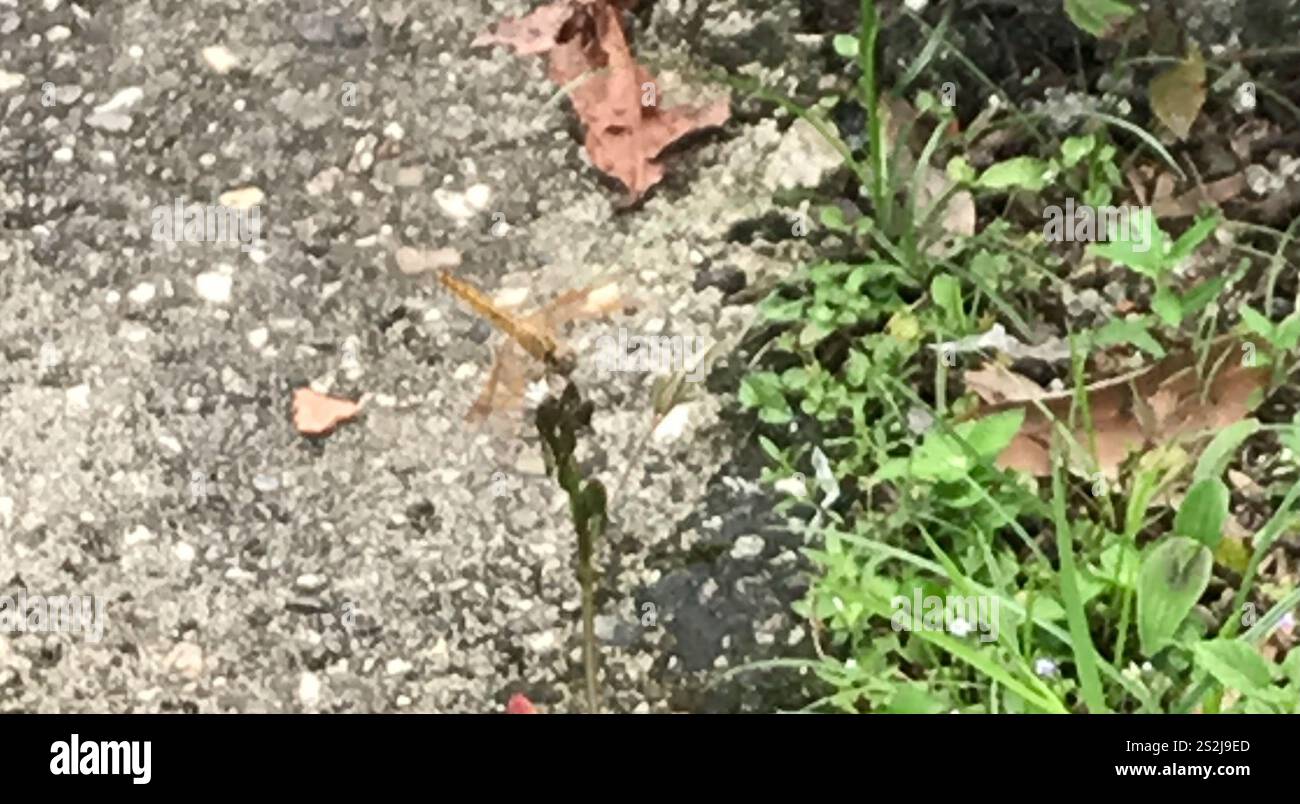 Brachythemis contaminata ditch jewel hi-res stock photography and ...