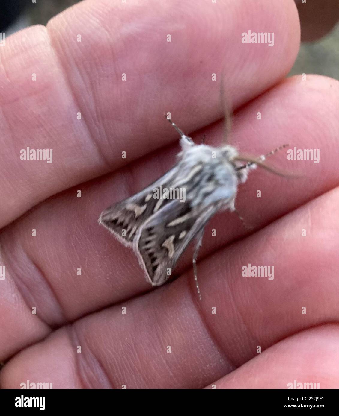 Cutworms and Dart Moths (Noctuinae Stock Photo - Alamy